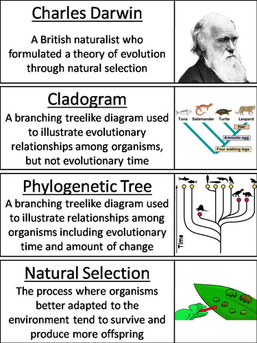 Evolution Word Wall Cards | Teaching Resources