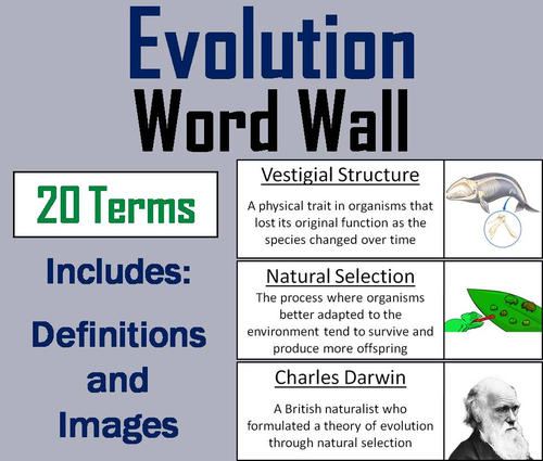 Evolution Word Wall Cards | Teaching Resources
