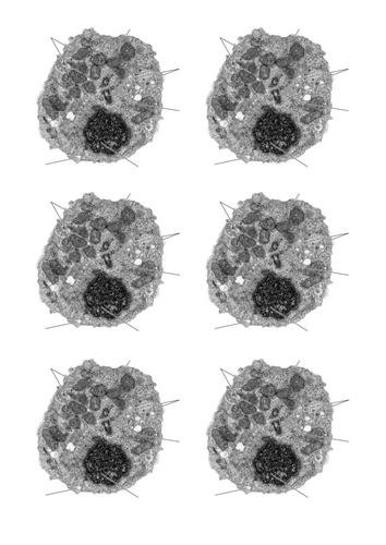The Non-Specific (Cell-Mediated) Immune Response - OCR AS/A Level ...