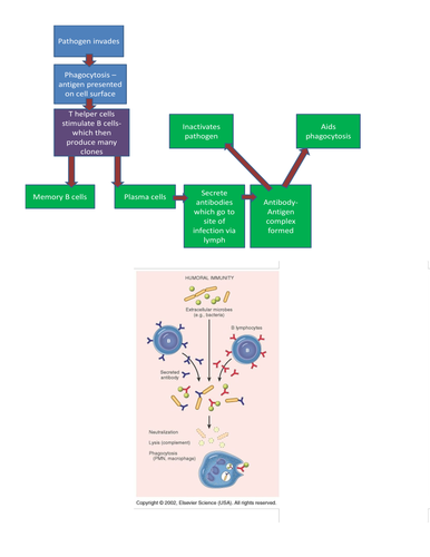 The Specific (Humoral) Immune Response - OCR AS/A Level Biology ...