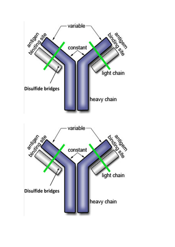 Antibodies - OCR AS/A Level Biology | Teaching Resources