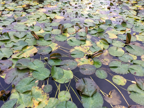 Lilly Pads | Teaching Resources