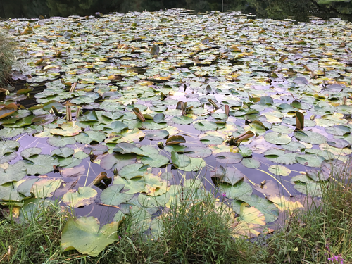 Lilly Pads | Teaching Resources