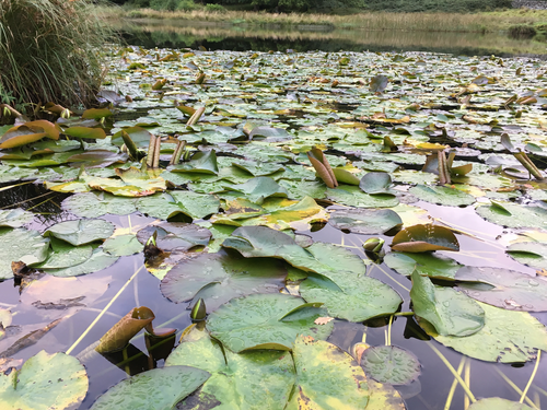 Lilly Pads | Teaching Resources