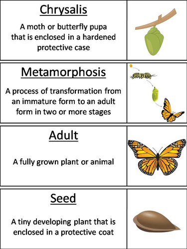 Plant and Animal Life Cycles Word Wall Cards | Teaching Resources