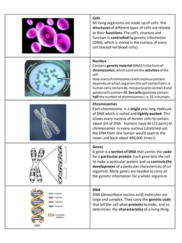New AQA GCSE trilogy/biology- chromosomes | Teaching Resources