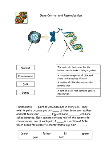 New AQA GCSE trilogy/biology- chromosomes | Teaching Resources