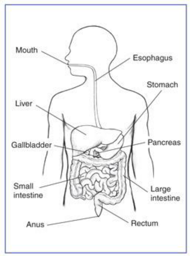 New AQA GCSE trilogy/biology- organisation- digestive system | Teaching ... New AQA GCSE trilogy/biology- organisation- digestive system | Teaching ...