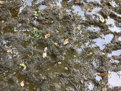 Mud: Weather and Geology | Teaching Resources