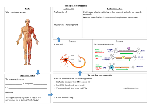 Human Nervous system | Teaching Resources
