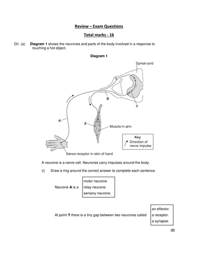 Reflex actions | Teaching Resources