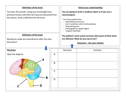 The brain | Teaching Resources