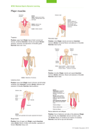 Btec Level 3 Posterior Muscles | Teaching Resources
