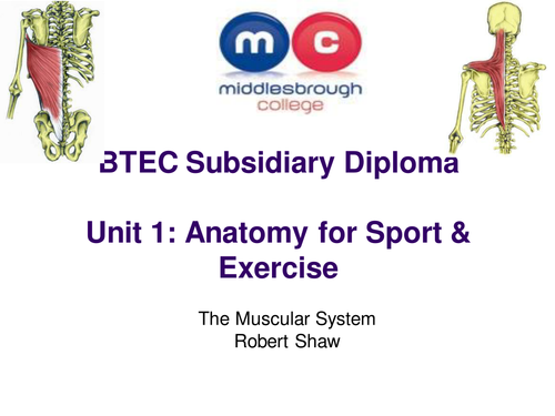 Btec Level 3 Posterior Muscles | Teaching Resources