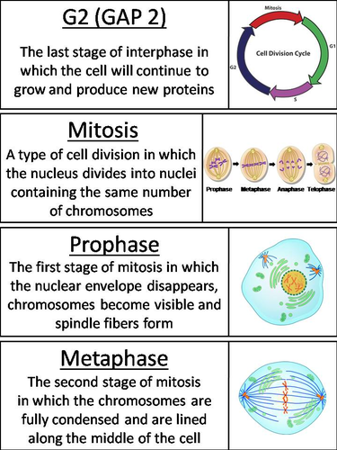 Cell Cycle Word Wall Cards | Teaching Resources