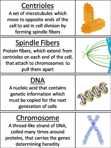 Cell Cycle Word Wall Cards | Teaching Resources