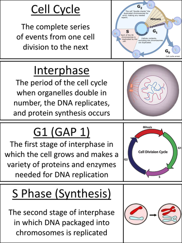 Cell Cycle Word Wall Cards | Teaching Resources