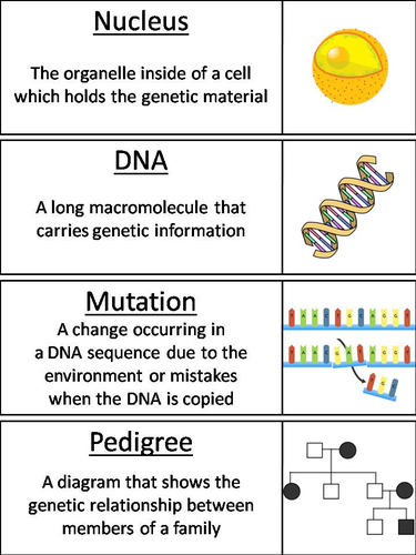 Genetics and Heredity Word Wall Cards | Teaching Resources