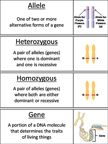 Genetics and Heredity Word Wall Cards | Teaching Resources