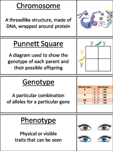 Genetics and Heredity Word Wall Cards | Teaching Resources