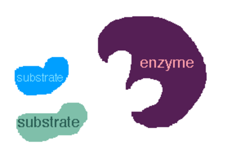 Catalysts and enzymes - complete lesson (GCSE 1-9) | Teaching Resources