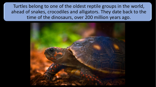 Biology Facts Presentation | Teaching Resources