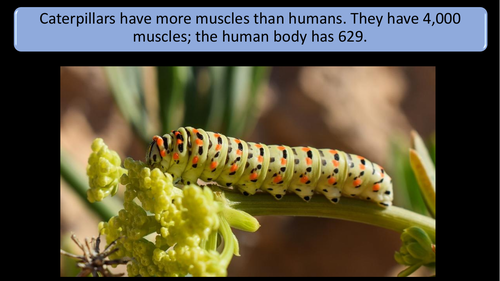 Biology Facts Presentation | Teaching Resources
