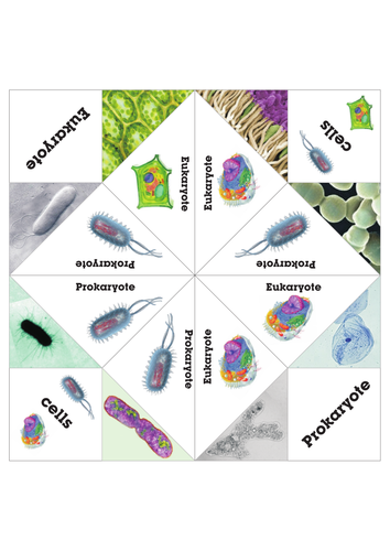 Eukaryote or Prokaryote fortune teller activity | Teaching Resources