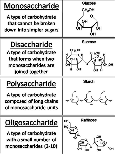 Macromolecules Word Wall Cards: Carbohydrates, Lipids, Proteins ...