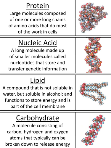 Chemical Structure Of Carbohydrates Lipids Proteins Nucleic Acids ...