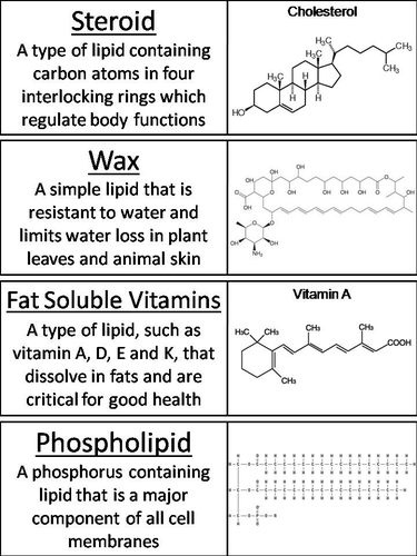 Macromolecules Word Wall Cards: Carbohydrates, Lipids, Proteins ...