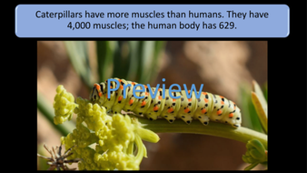 Biology Quiz and Biology Facts Presentation | Teaching Resources