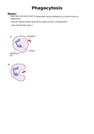Human Defence System - New AQA Biology GCSE | Teaching Resources