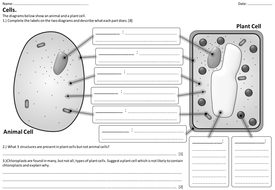 GCSE Cells - Eukaryote & Prokaryote structure and scale. | Teaching ...