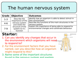 NEW AQA GCSE Trilogy (2016) - The human nervous system | Teaching Resources