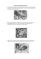 Image, actual and magnification questions | Teaching Resources