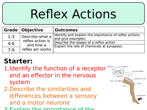 NEW AQA GCSE Trilogy (2016) Biology - Reflex Actions | Teaching Resources