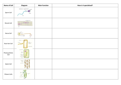 New 9-1 AQA GCSE Biology B1 Specialised Cells | Teaching Resources