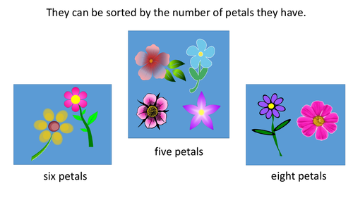 Sort Objects: Year 1 - White Rose Maths | Teaching Resources
