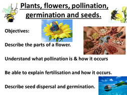 Flowers and plants, flower structure, pollination, seed dispersal and ...