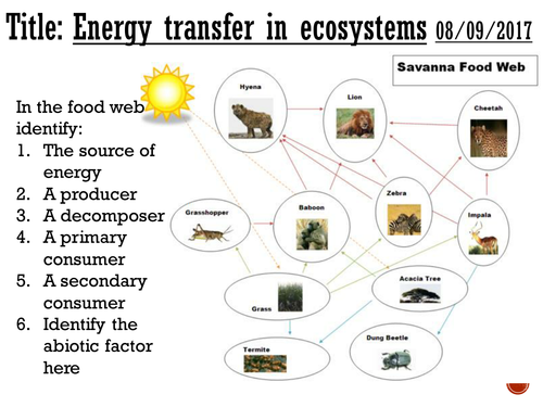 Energy transfer in ecosystems - complete lesson (A2) | Teaching Resources