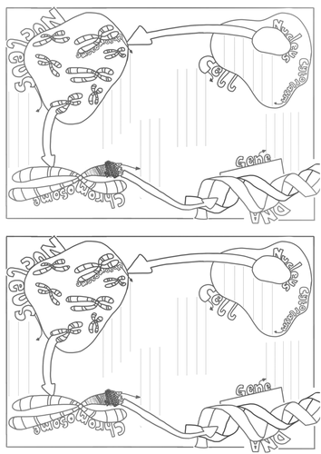 New 9-1 GCSE AQA Biology B2 Cell Division | Teaching Resources
