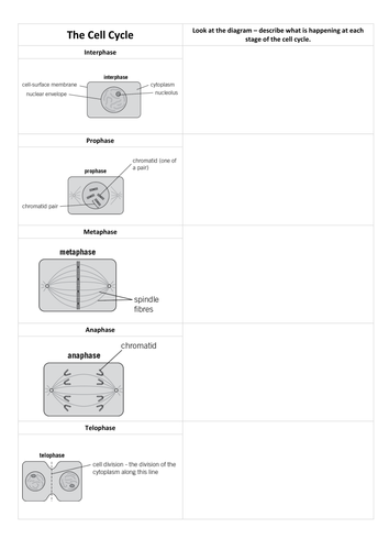 New 9-1 GCSE AQA Biology B2 Cell Division | Teaching Resources