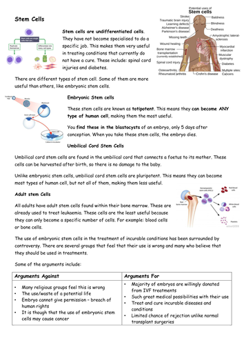 New 9-1 GCSE AQA Biology B2 Stem Cells | Teaching Resources
