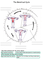 Periods, menstrual cycle, menstruation, ovulation, 28 day cycle ...