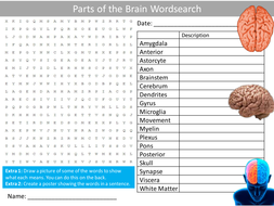 Parts of the Brain Wordsearch Biology Anatomy Starter Settler Activity ...
