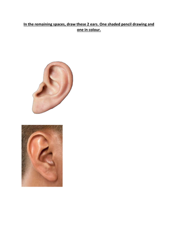 Facial features worksheets | Teaching Resources