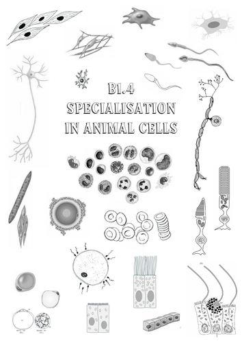B1.4 Specialisation in animal cells workbook. GCSE AQA Unit B1 Cell ...