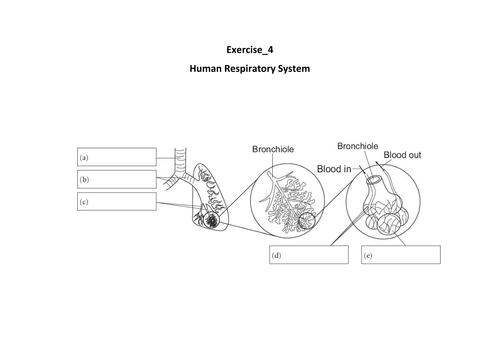 Respiratory system - Year 8, KS3 stage | Teaching Resources
