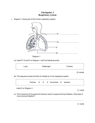Respiratory system - Year 8, KS3 stage | Teaching Resources